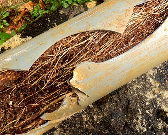 What to do if tree roots obstruct your sewer pipe? | Heram Decor
